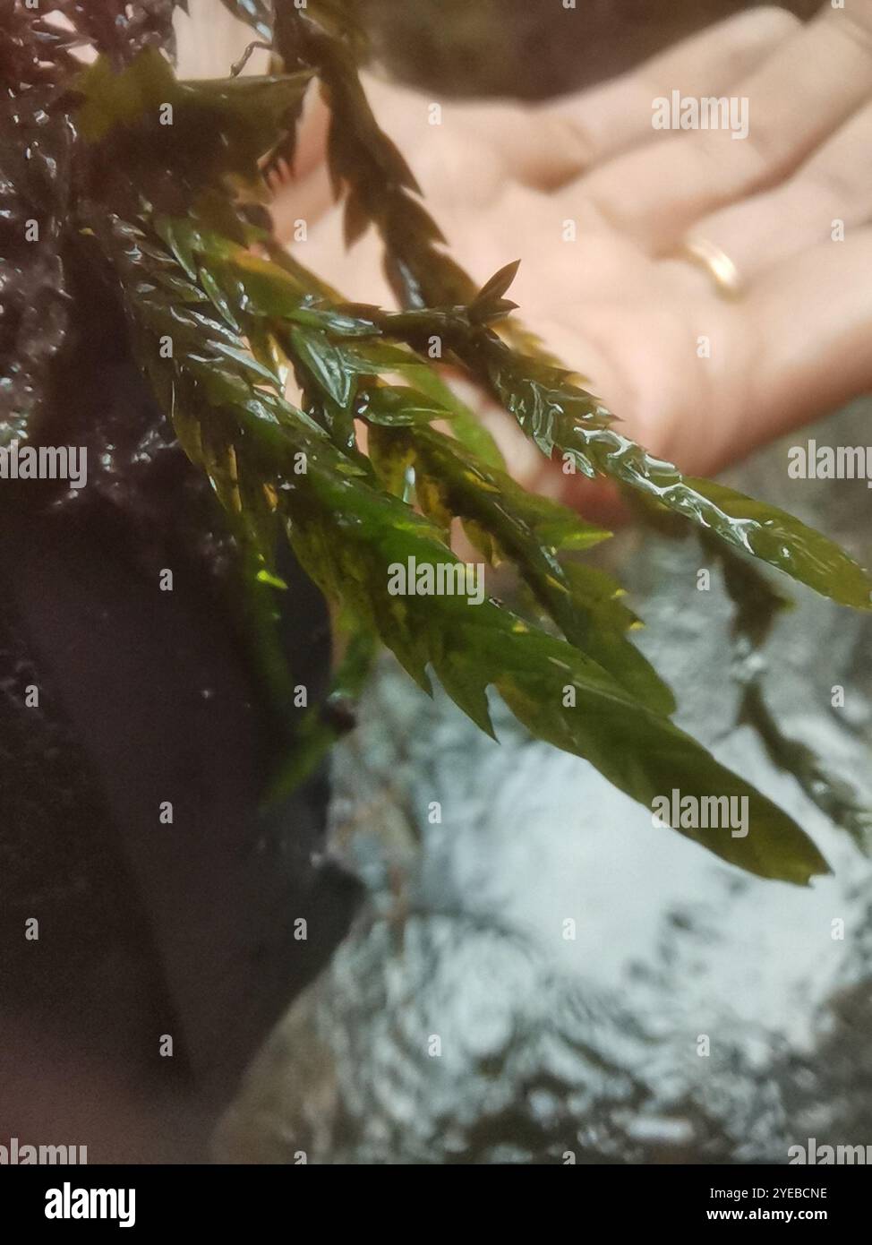 Willow Moss (Fontinalis antipyretica Stock Photo - Alamy