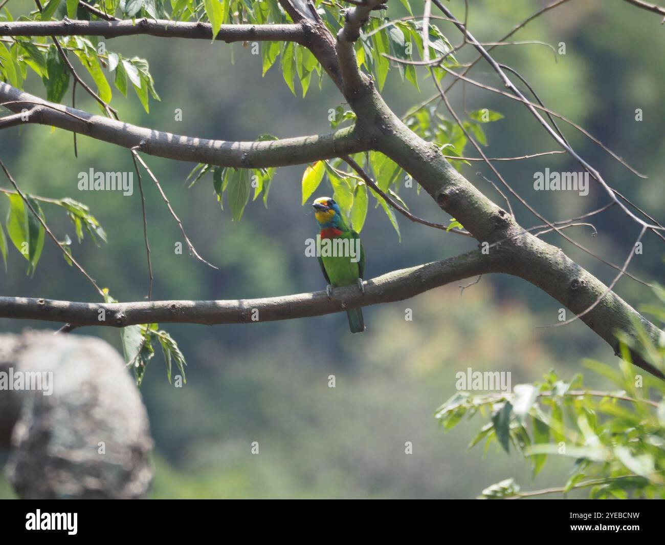 Taiwan Barbet (Psilopogon nuchalis Stock Photo - Alamy