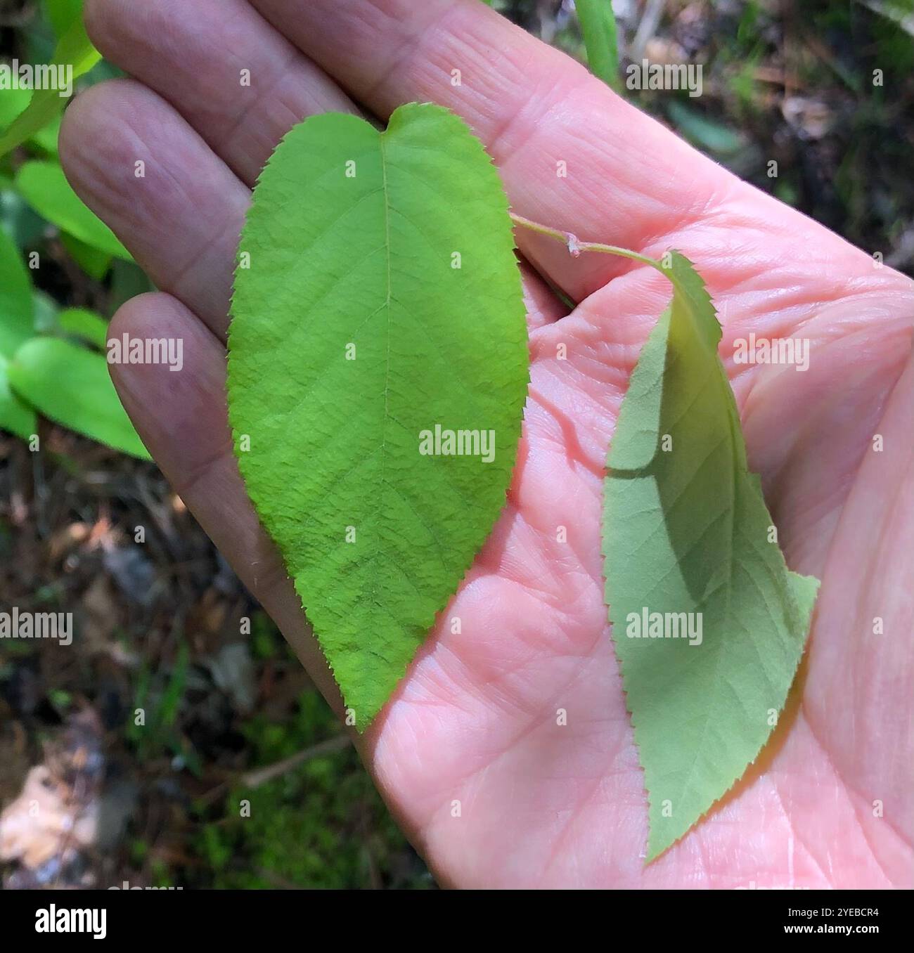 Common serviceberry hi-res stock photography and images - Alamy