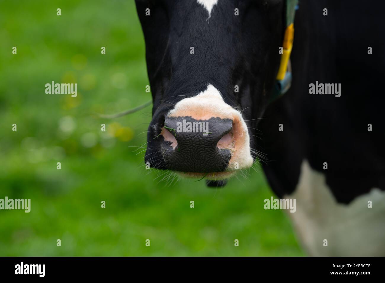 Cow nose close up. Nature. Cows at meadow. Beef cattle in green field ...