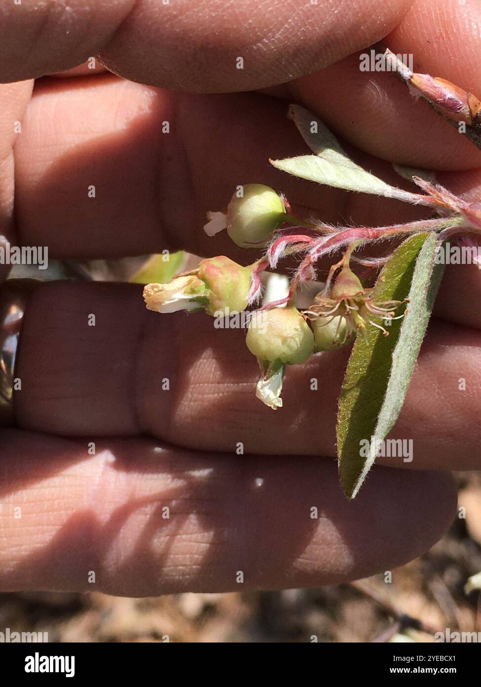 Running Serviceberry (Amelanchier stolonifera Stock Photo - Alamy