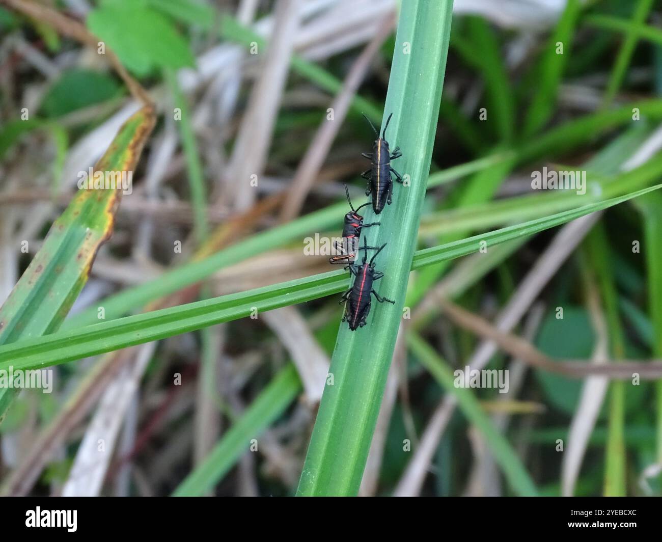 Eastern Lubber Grasshopper (Romalea microptera Stock Photo - Alamy
