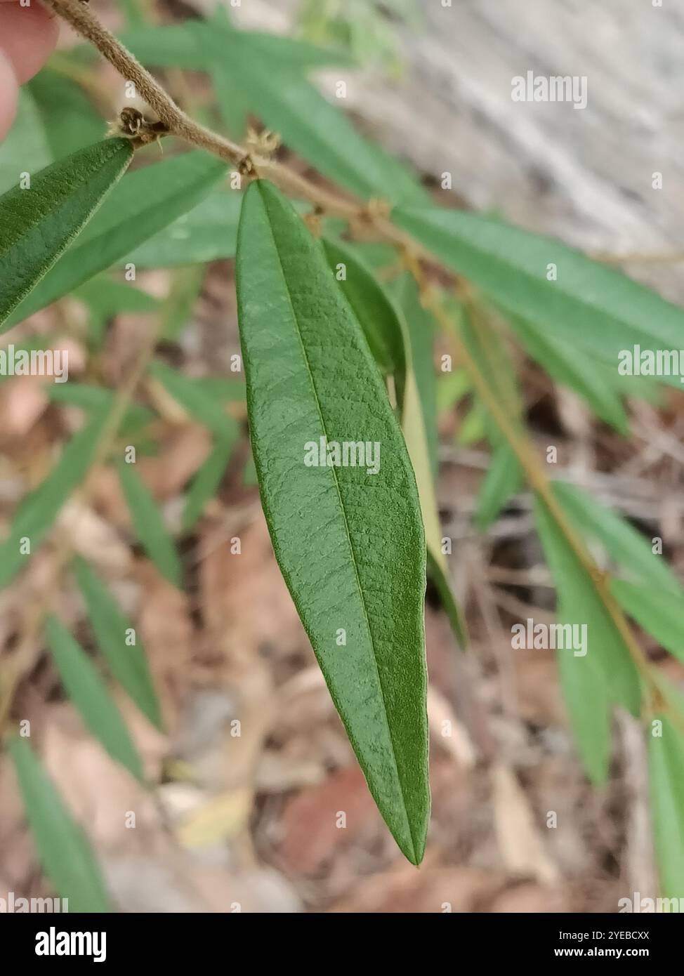 Purple Bush Pea (Hovea acutifolia Stock Photo - Alamy