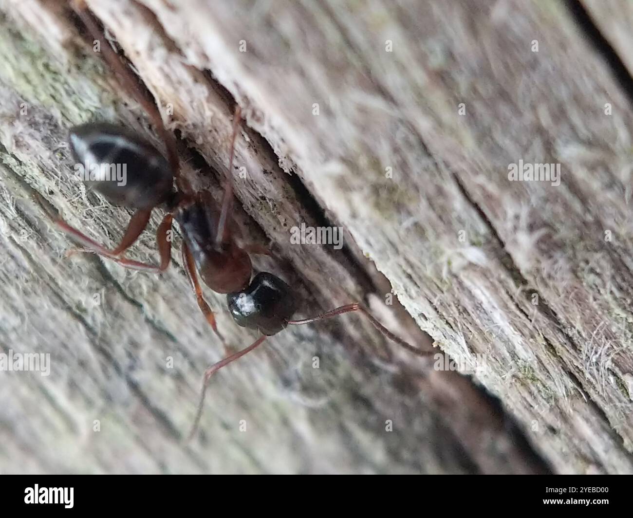 Nearctic Carpenter Ant (Camponotus nearcticus Stock Photo - Alamy