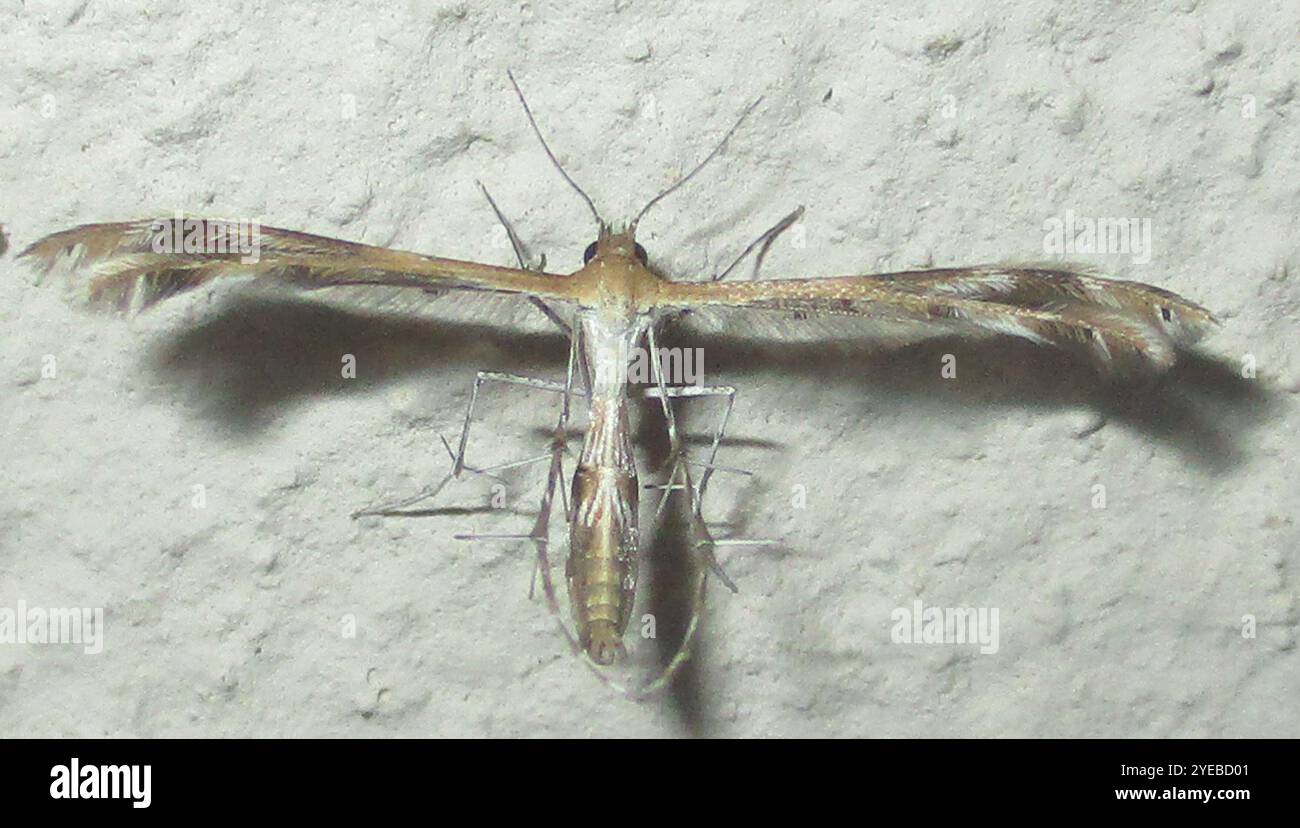 Plume Moths (Pterophoridae Stock Photo - Alamy