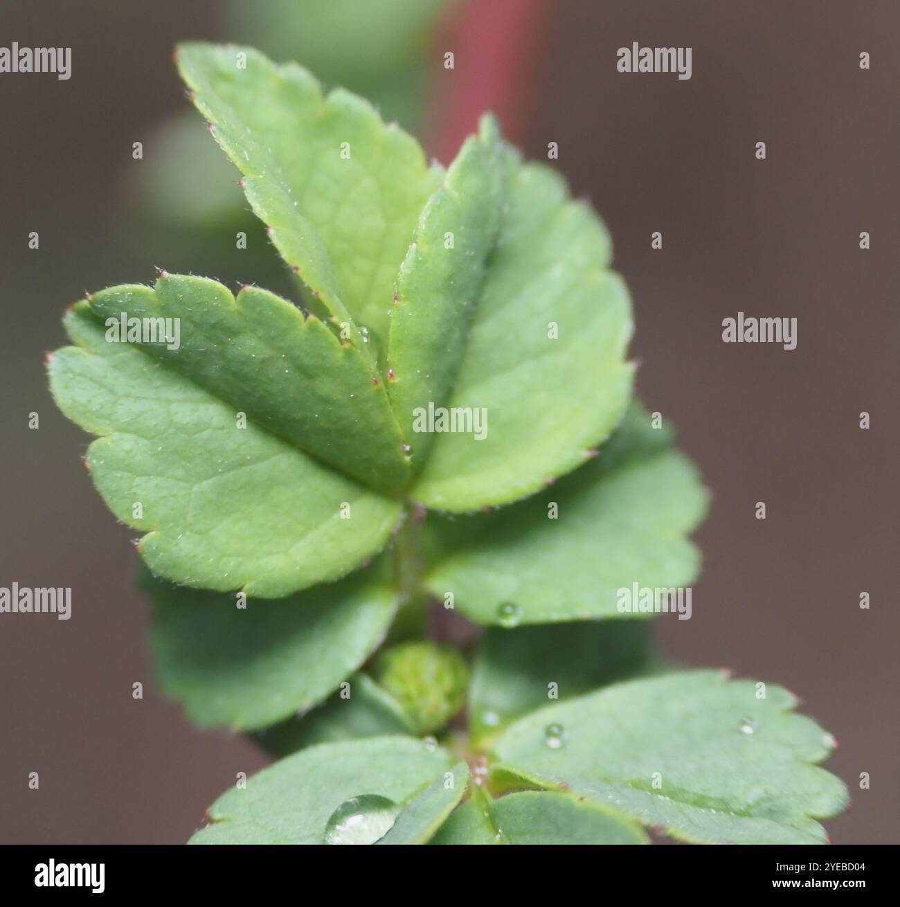 multiflora rose (Rosa multiflora Stock Photo - Alamy