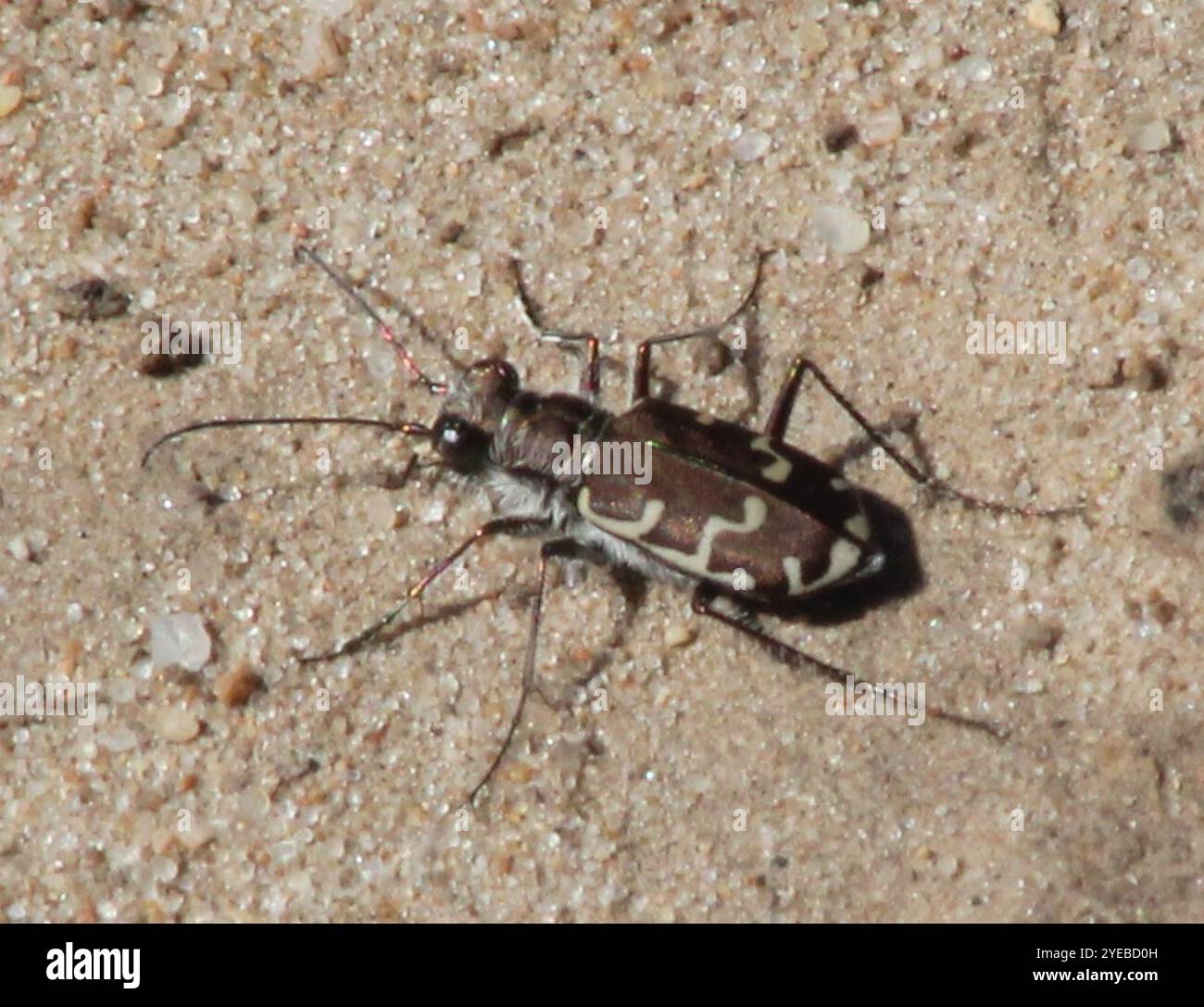 Bronzed Tiger Beetle (Cicindela repanda Stock Photo - Alamy