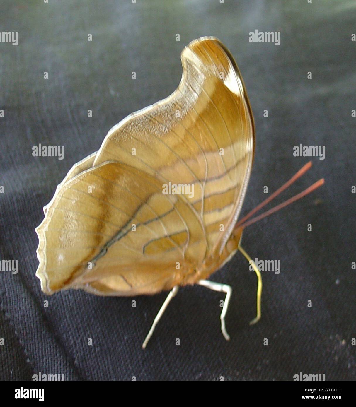 (Historis odius odius Stock Photo - Alamy