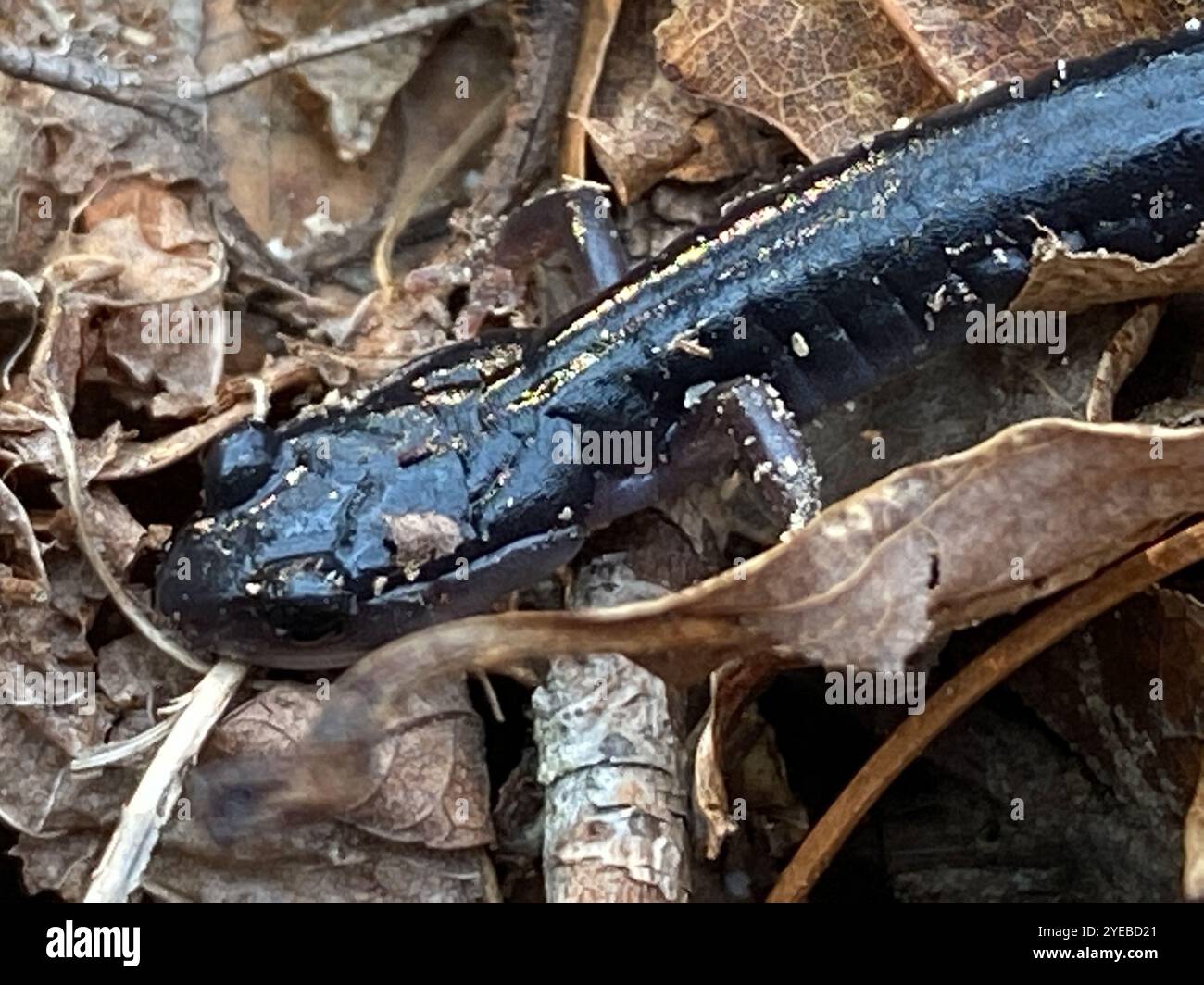 Southern Gray-cheeked Salamander (Plethodon metcalfi Stock Photo - Alamy