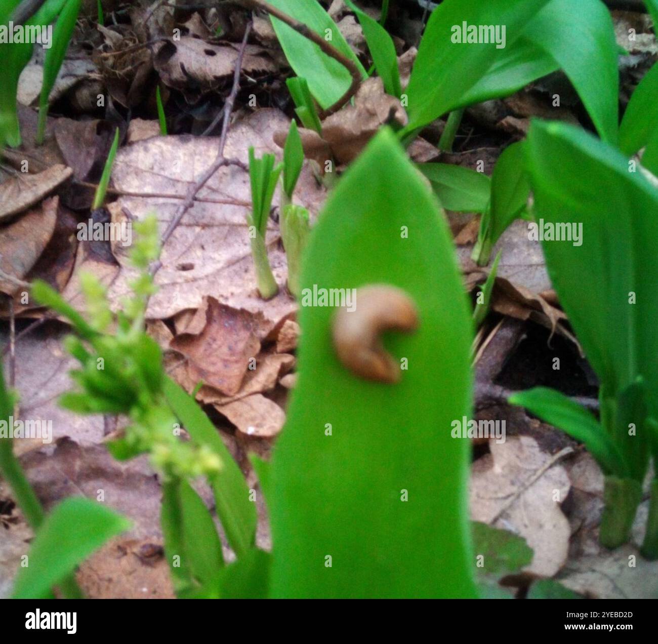 Northern Dusky Slug (Arion fuscus Stock Photo - Alamy