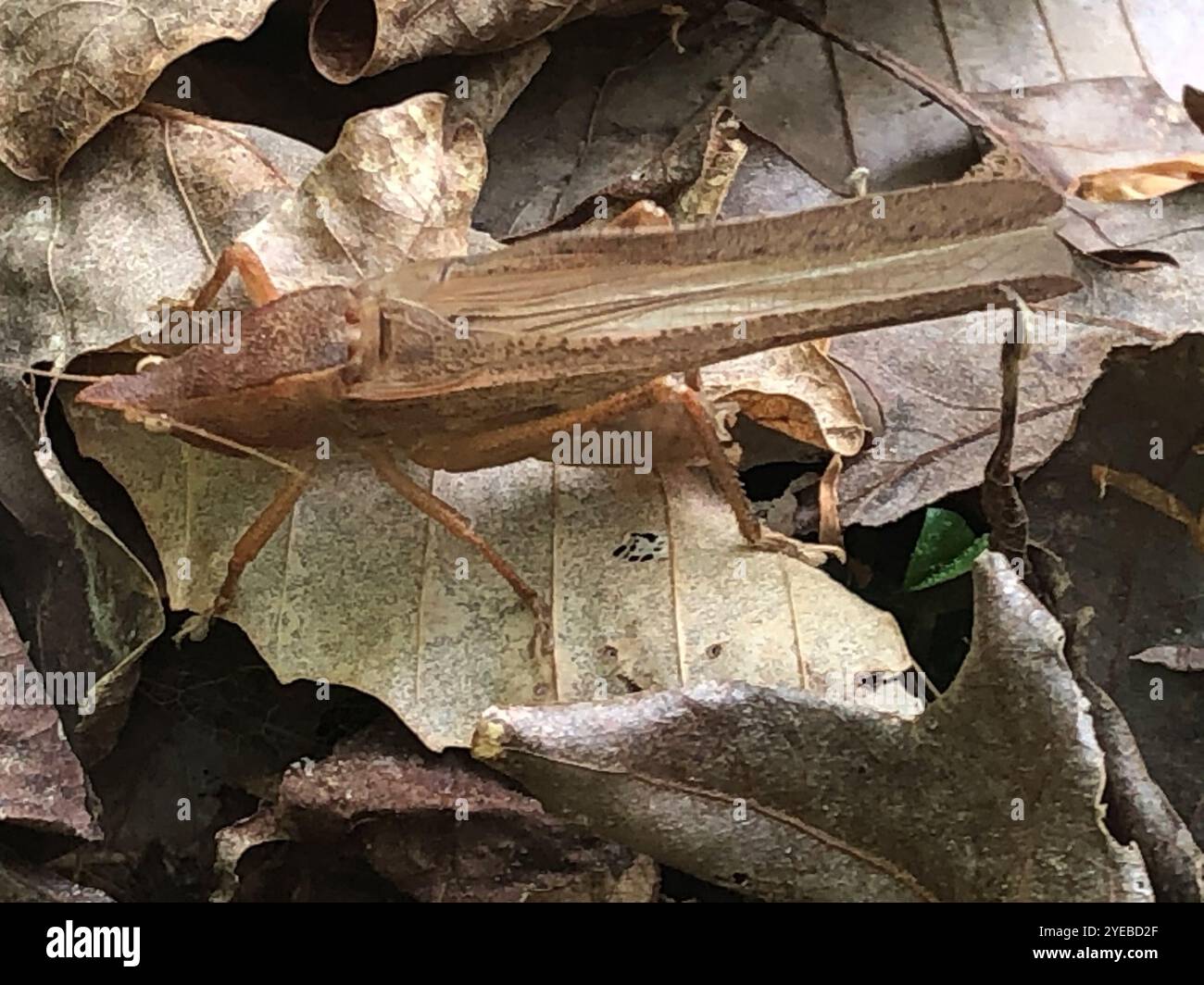Common Coneheads (Neoconocephalus Stock Photo - Alamy
