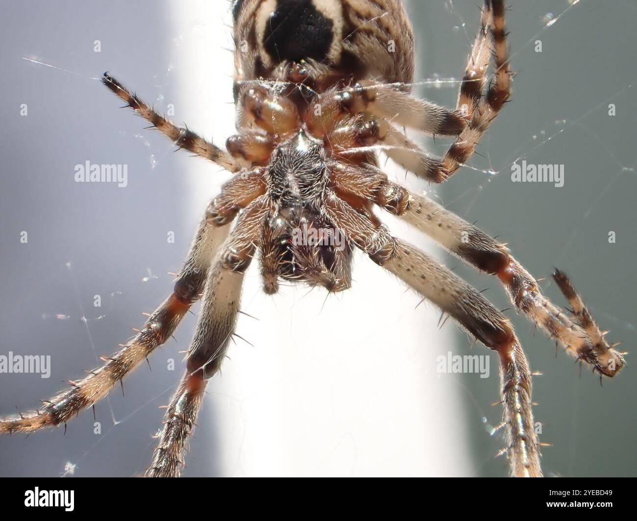 Grey Cross Spider (Larinioides sclopetarius Stock Photo - Alamy