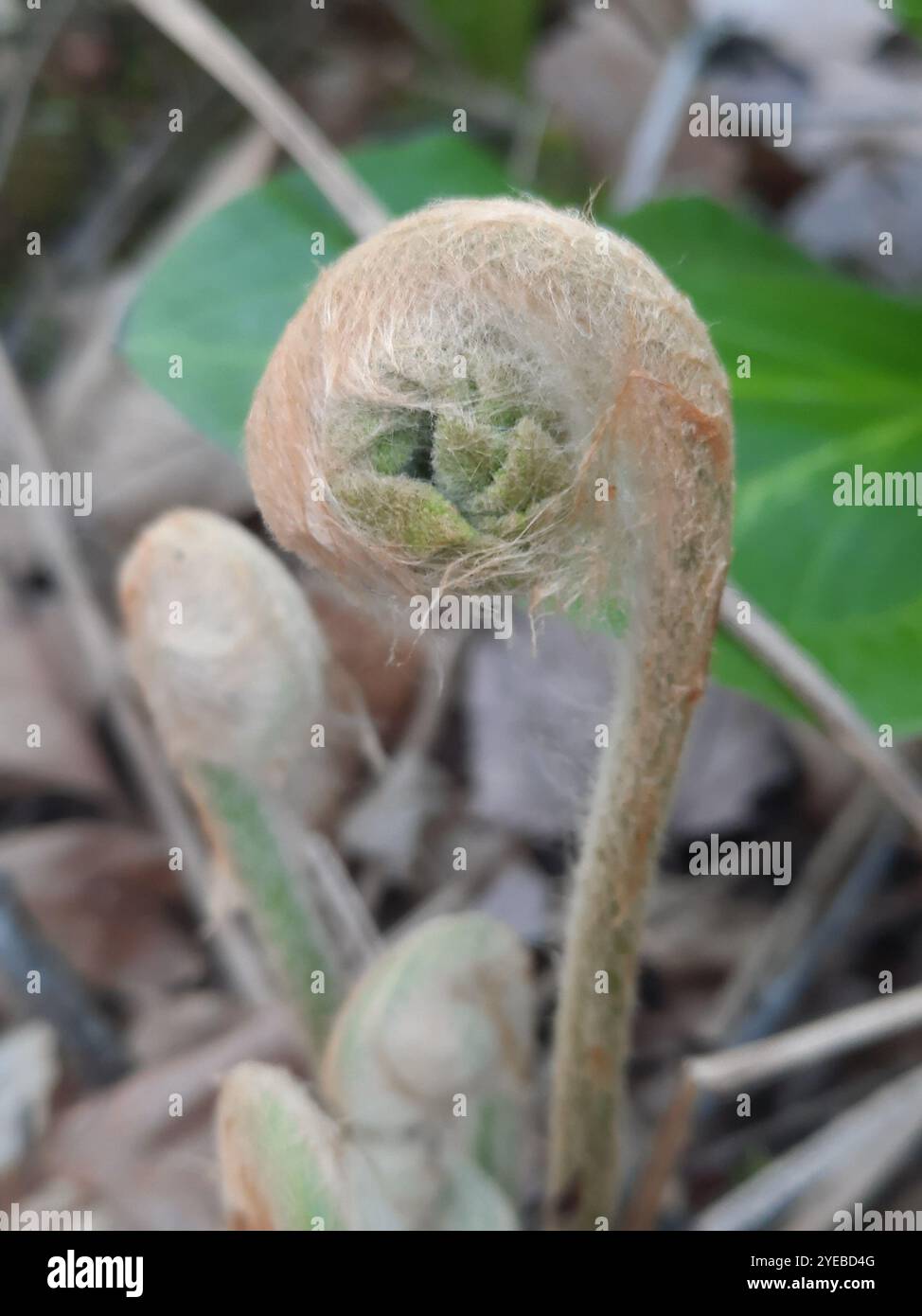 Royal fern family (Osmundaceae Stock Photo - Alamy