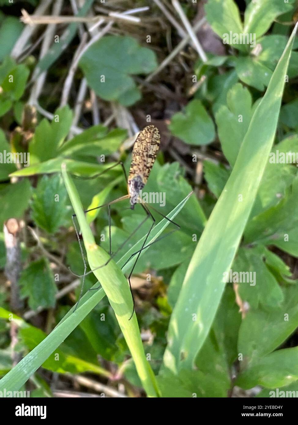 Typical Crane Flies (Tipuloidea Stock Photo - Alamy