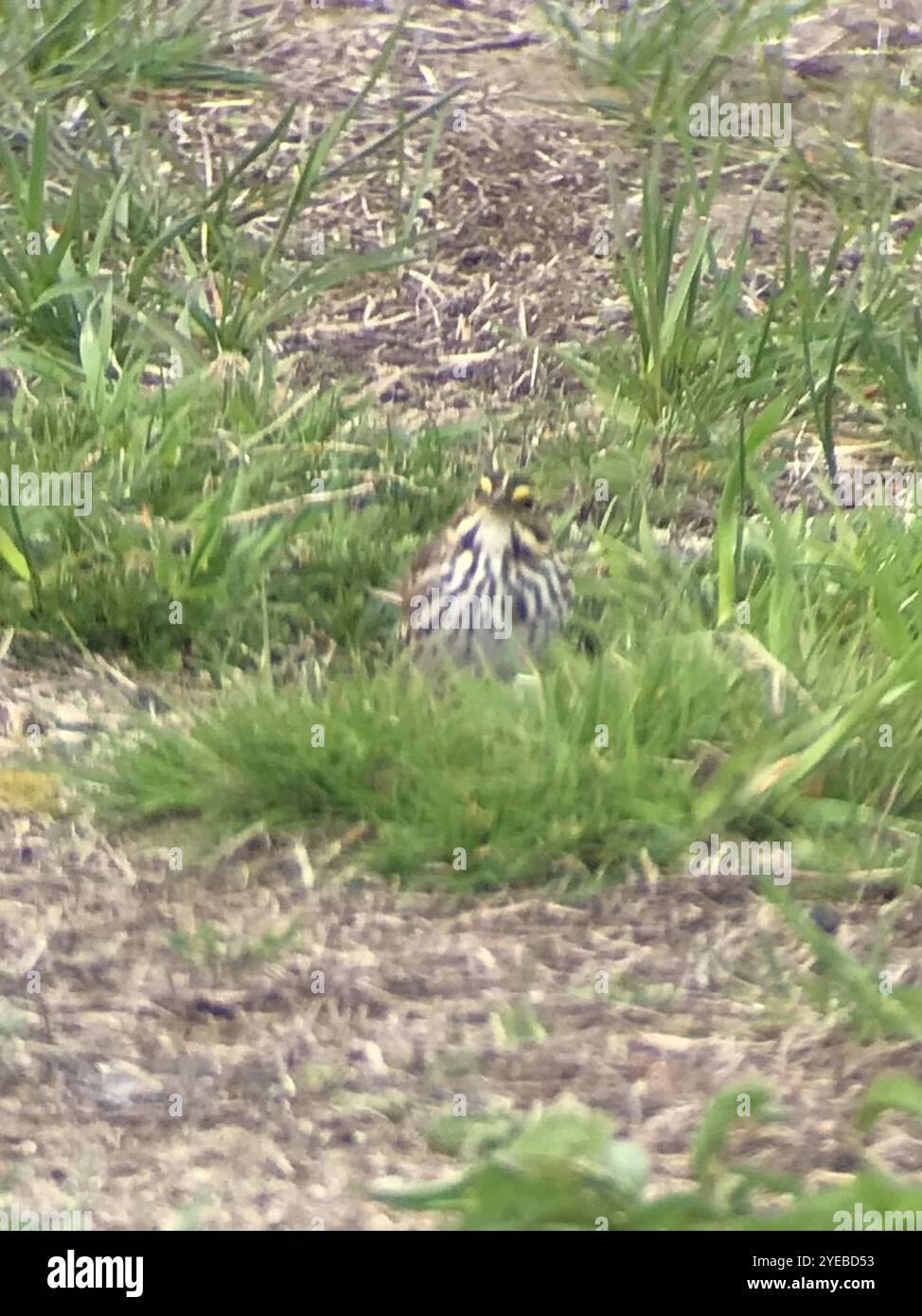 Savannah Sparrow (Passerculus sandwichensis Stock Photo - Alamy