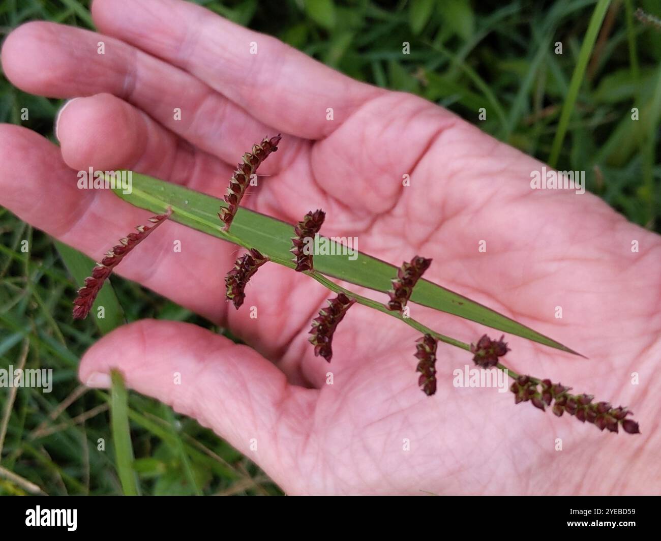 Jungle Rice (Echinochloa colonum Stock Photo - Alamy