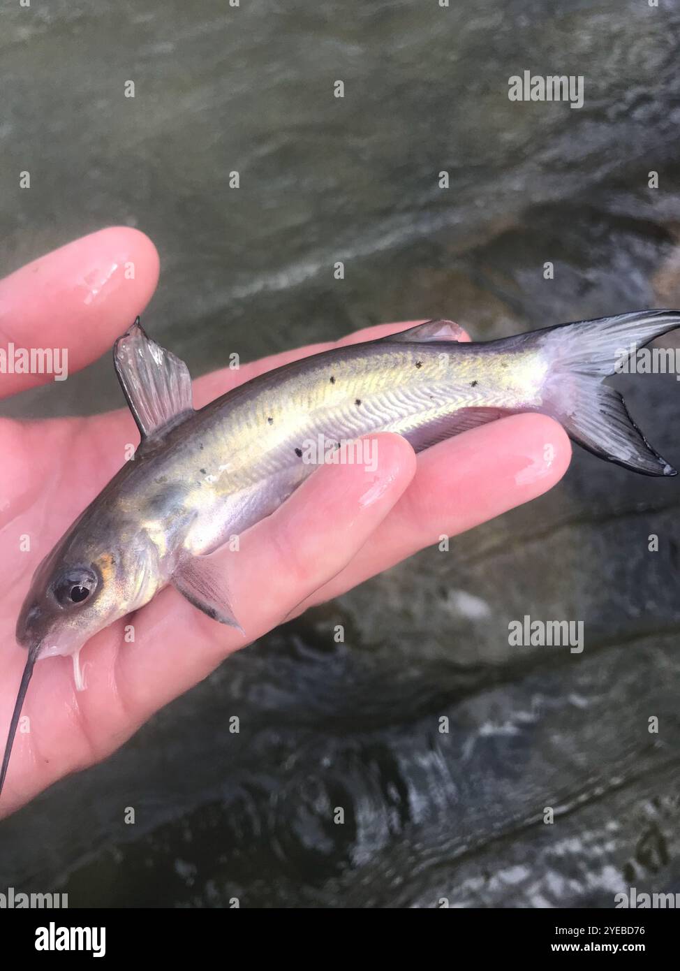 Channel Catfish (Ictalurus punctatus Stock Photo - Alamy