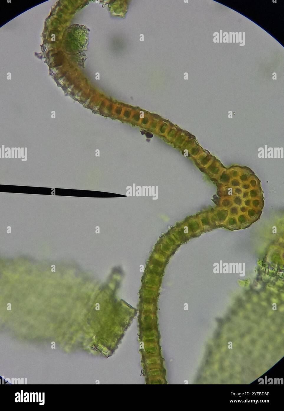 Anomalous bristle moss hi-res stock photography and images - Alamy