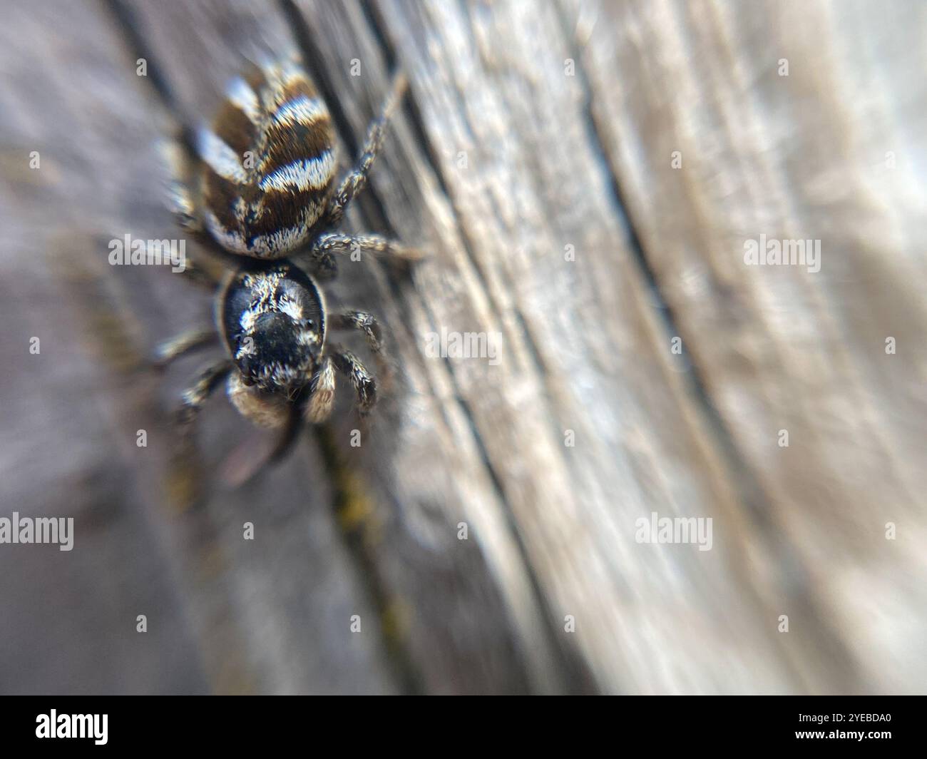 Zebra Jumping Spider (Salticus scenicus Stock Photo - Alamy