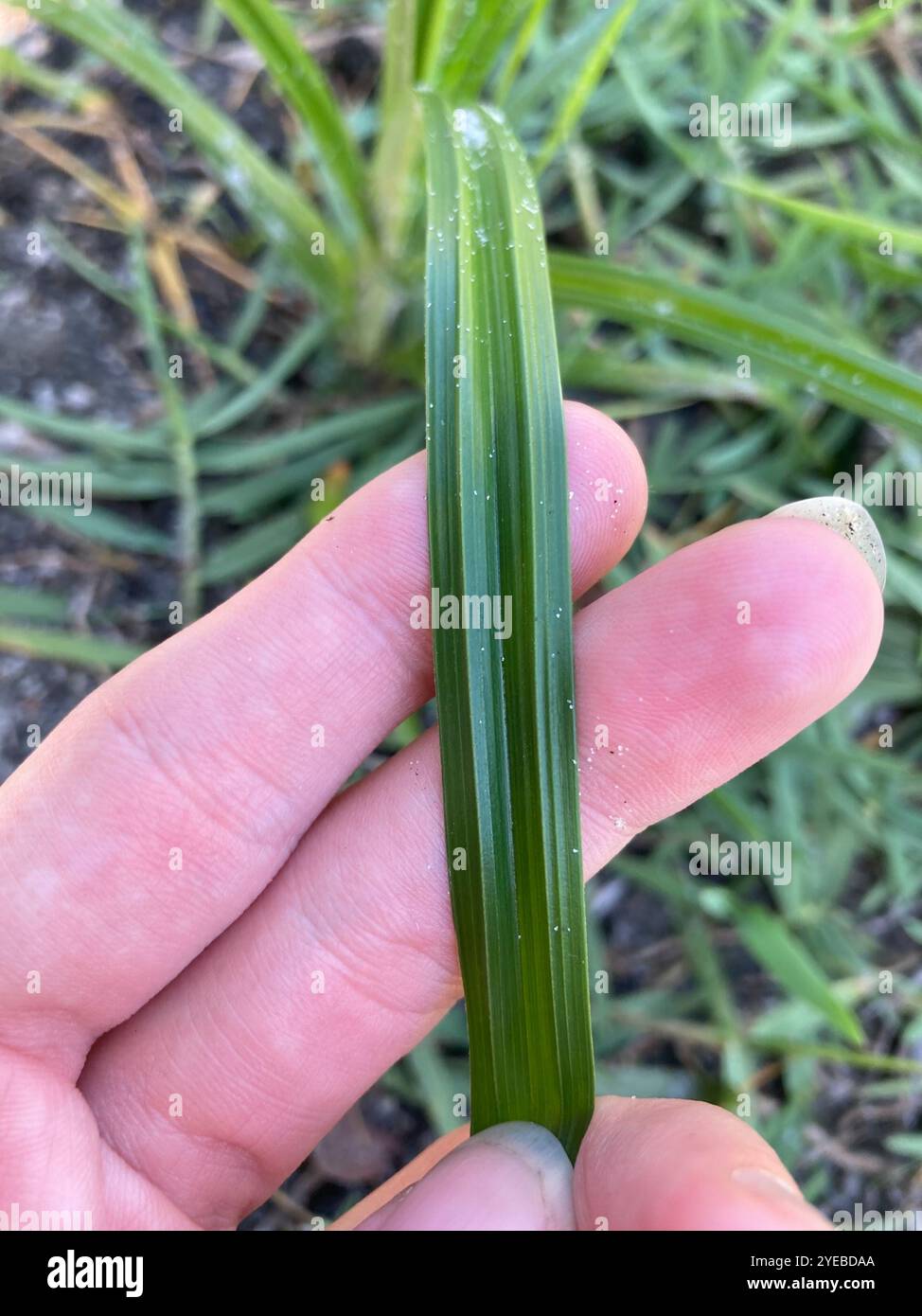 Fragrant flatsedge (Cyperus odoratus Stock Photo - Alamy