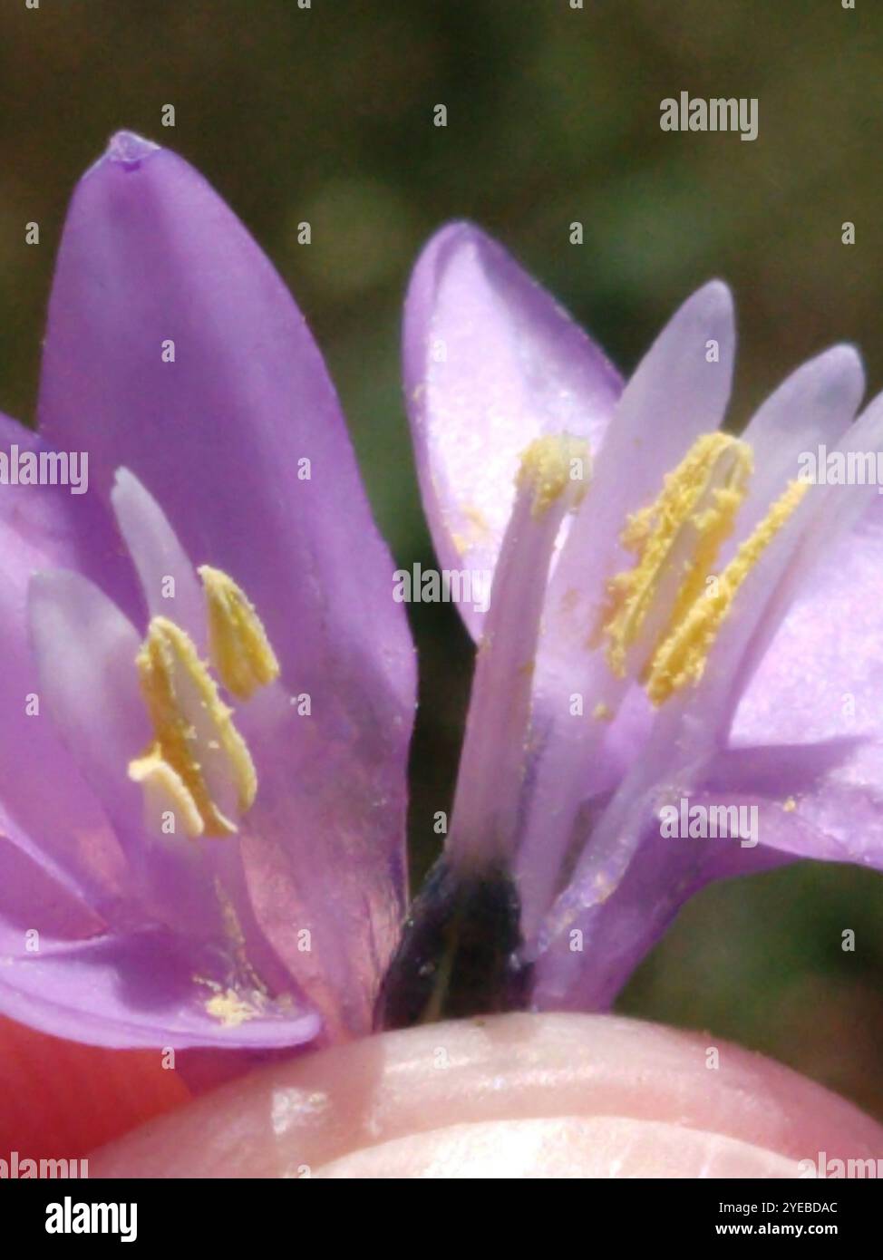 Dipterostemon hi-res stock photography and images - Alamy