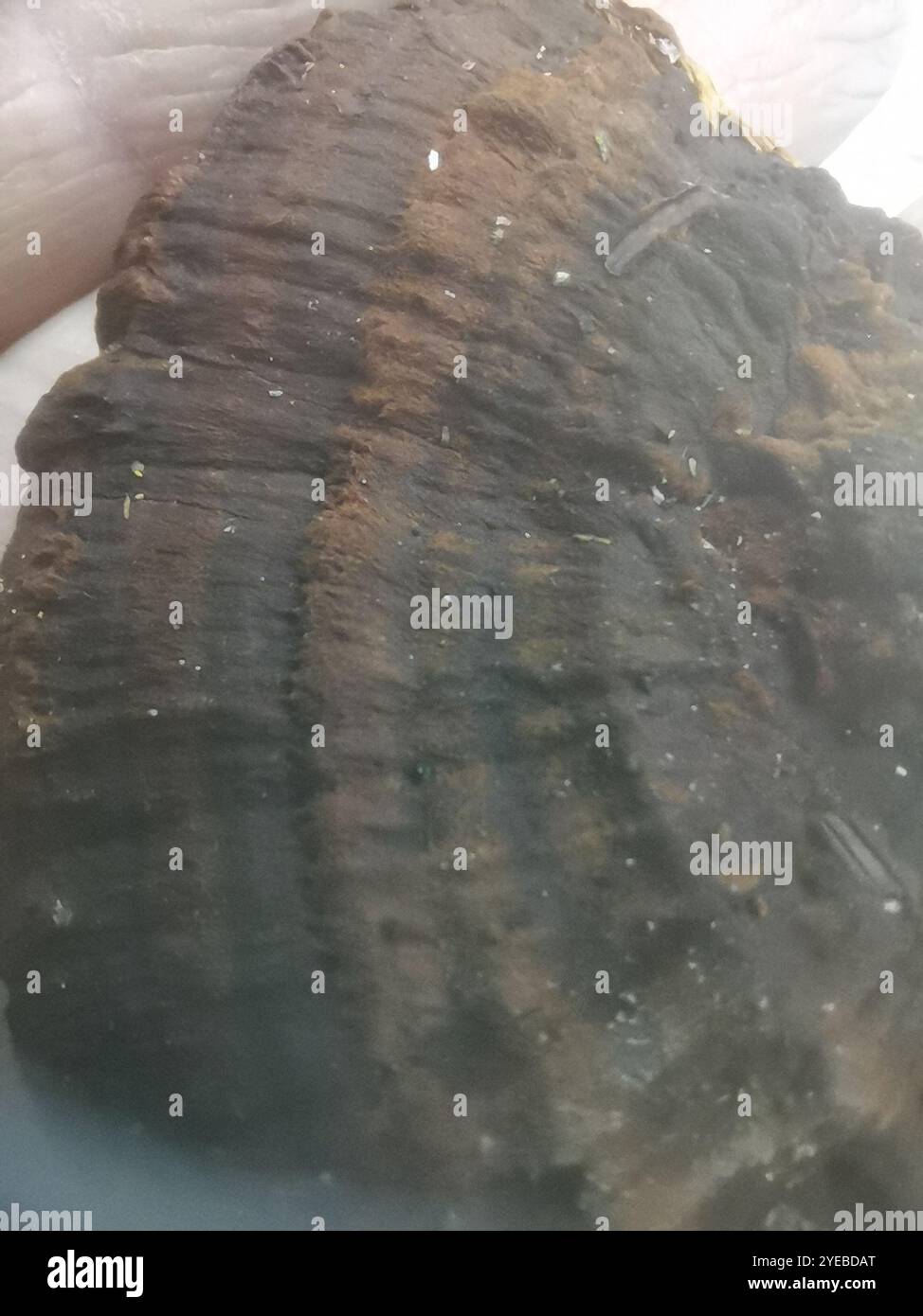 Alder Bracket (Mensularia radiata Stock Photo - Alamy