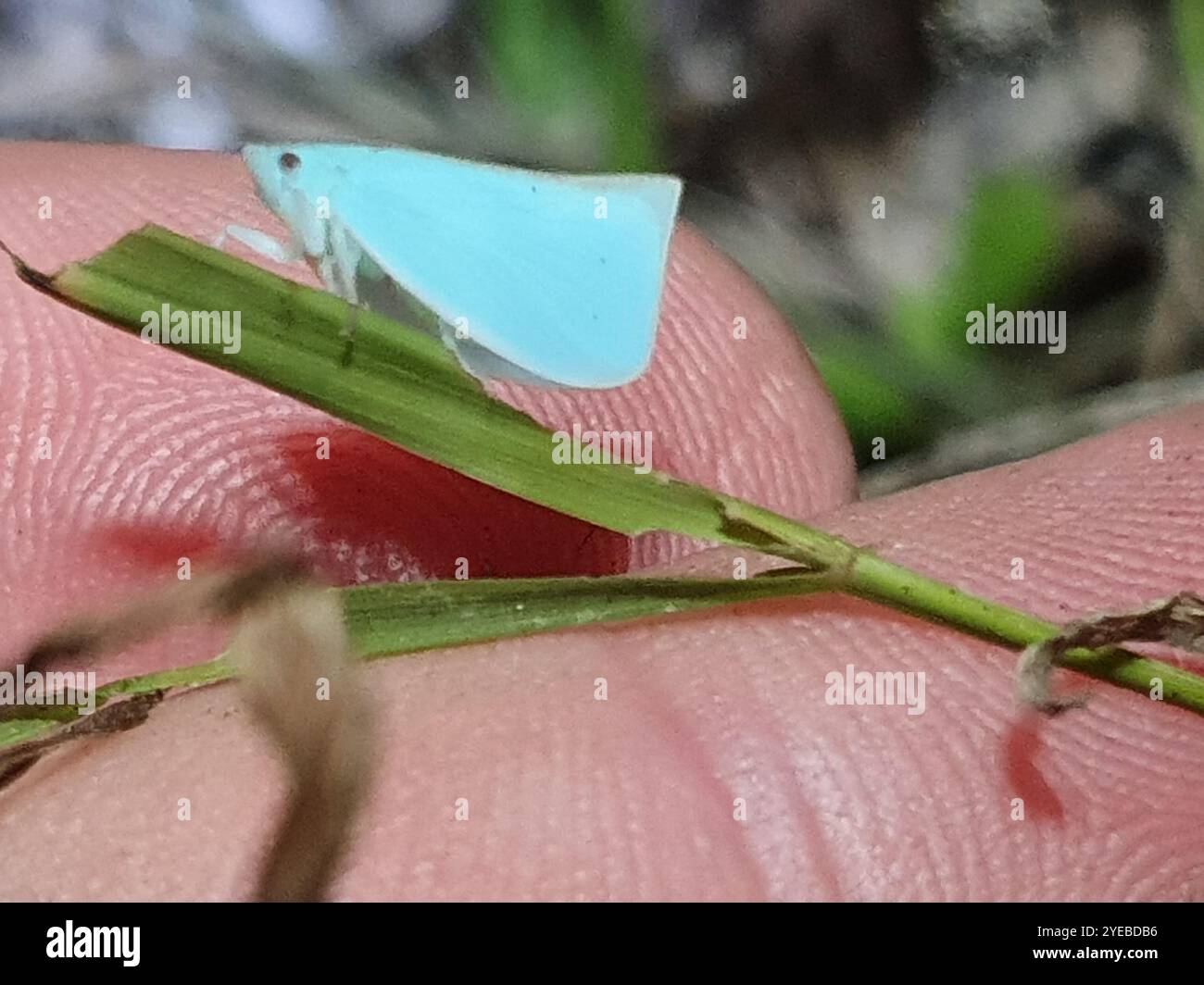 Torpedo Bug (Siphanta acuta Stock Photo - Alamy