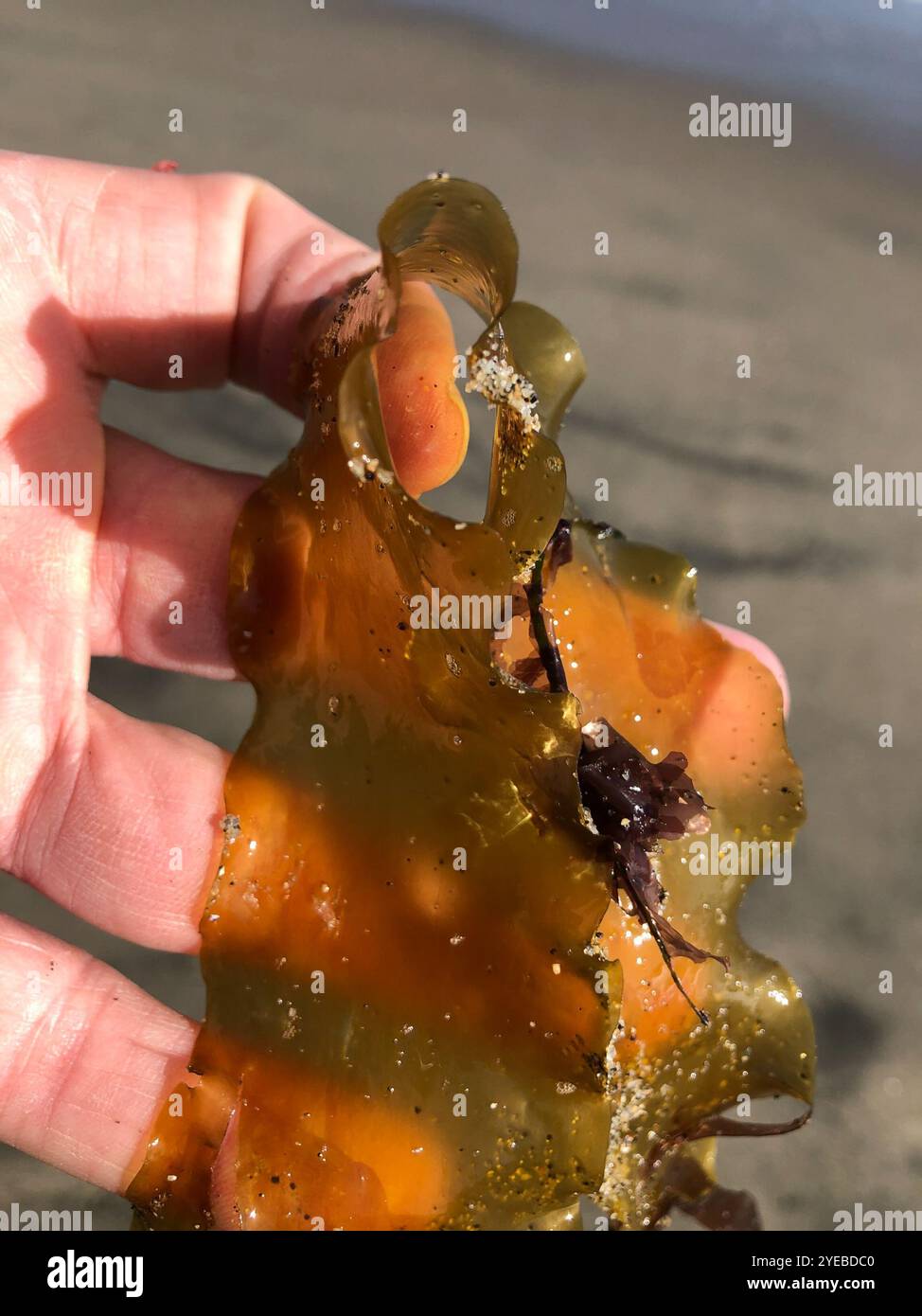 Iridescent Algae (Mazzaella Stock Photo - Alamy