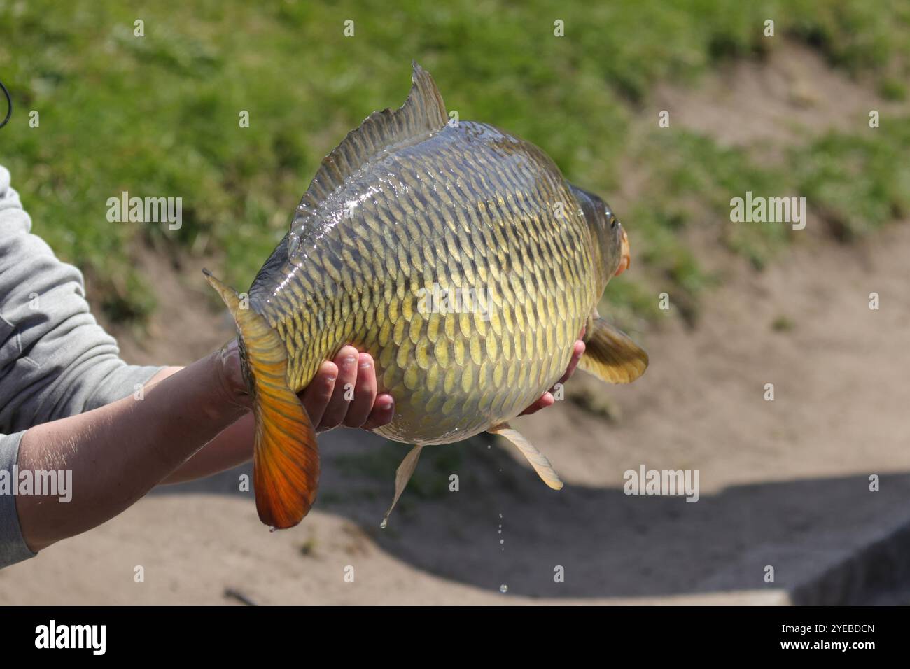 European Carp (Cyprinus carpio Stock Photo - Alamy