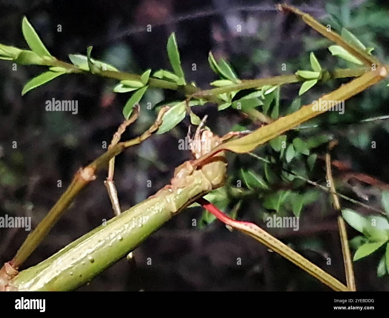 Unarmed stick insect acanthoxyla inermis hi-res stock photography and ...