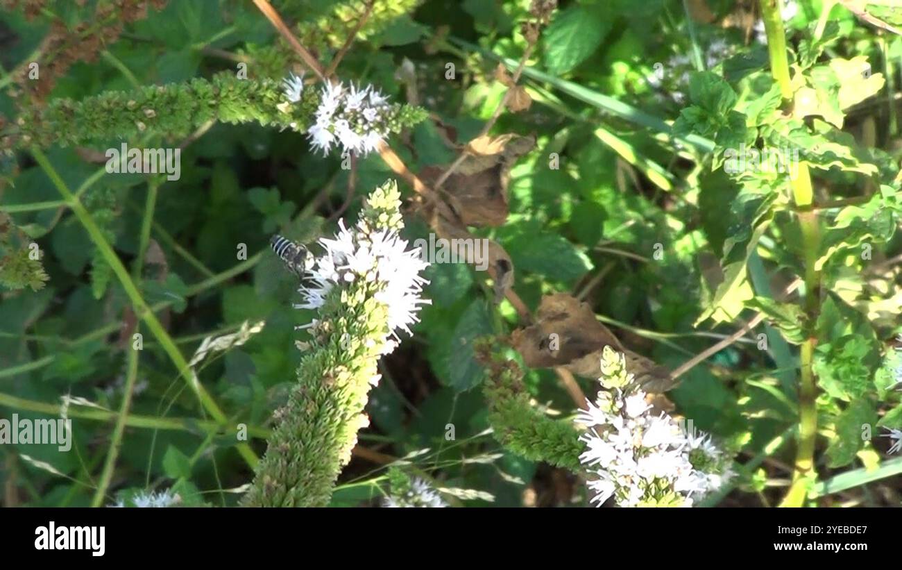 Sharptail Bees (Coelioxys Stock Photo - Alamy