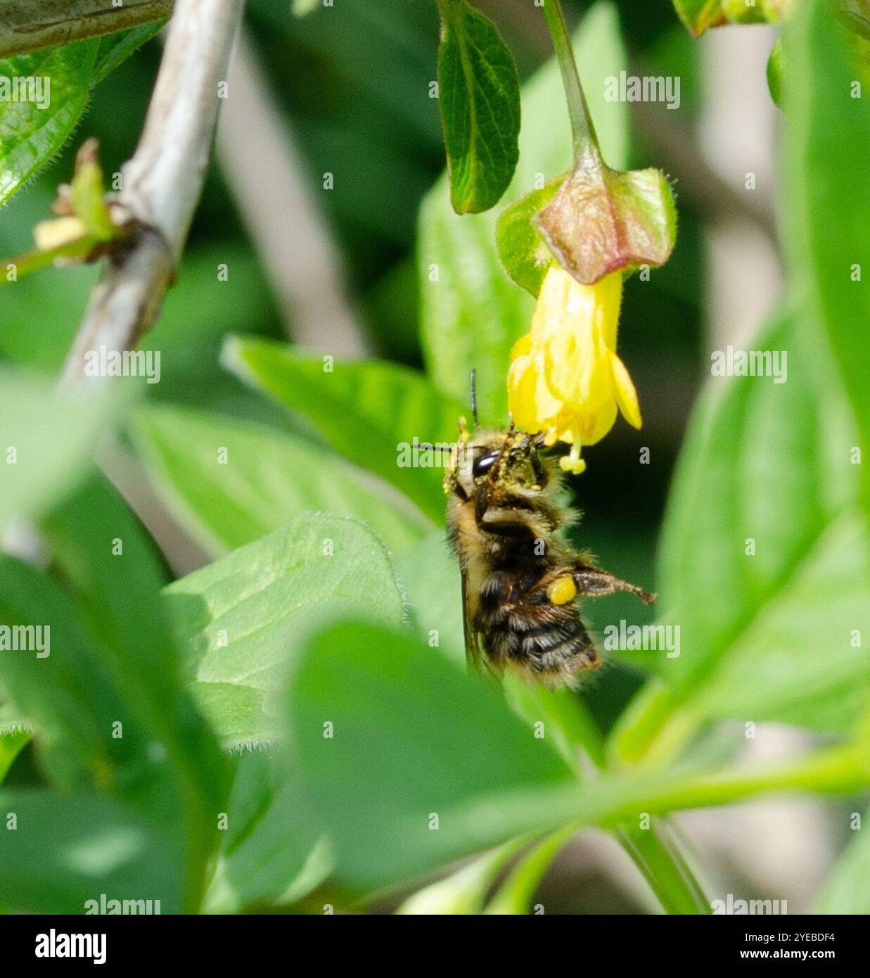 Fuzzy-Horned Bumble Bee (Bombus mixtus Stock Photo - Alamy