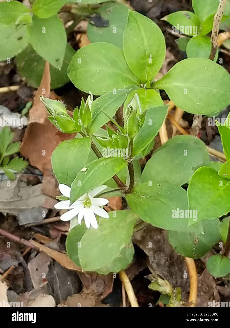 star chickweed (Stellaria pubera Stock Photo - Alamy