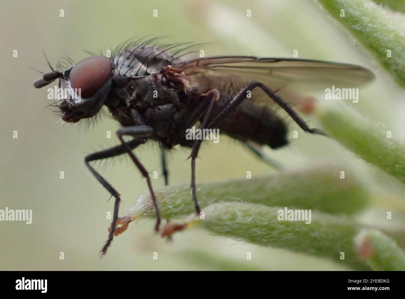 Root-maggot Flies (Anthomyiidae Stock Photo - Alamy