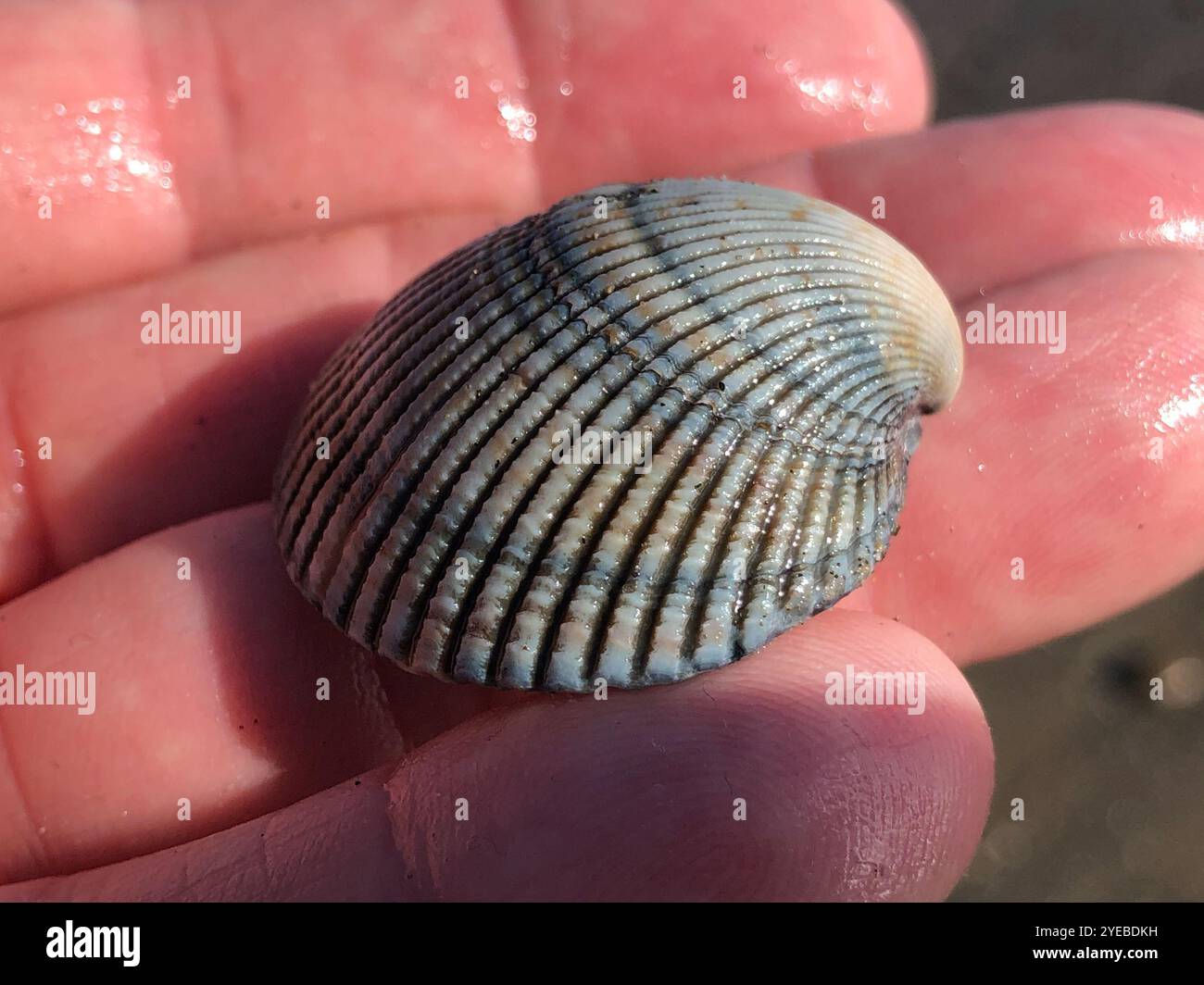 Clinocardium hi-res stock photography and images - Alamy