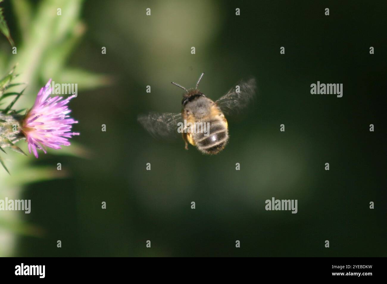 Common Digger Bees (Anthophora Stock Photo - Alamy
