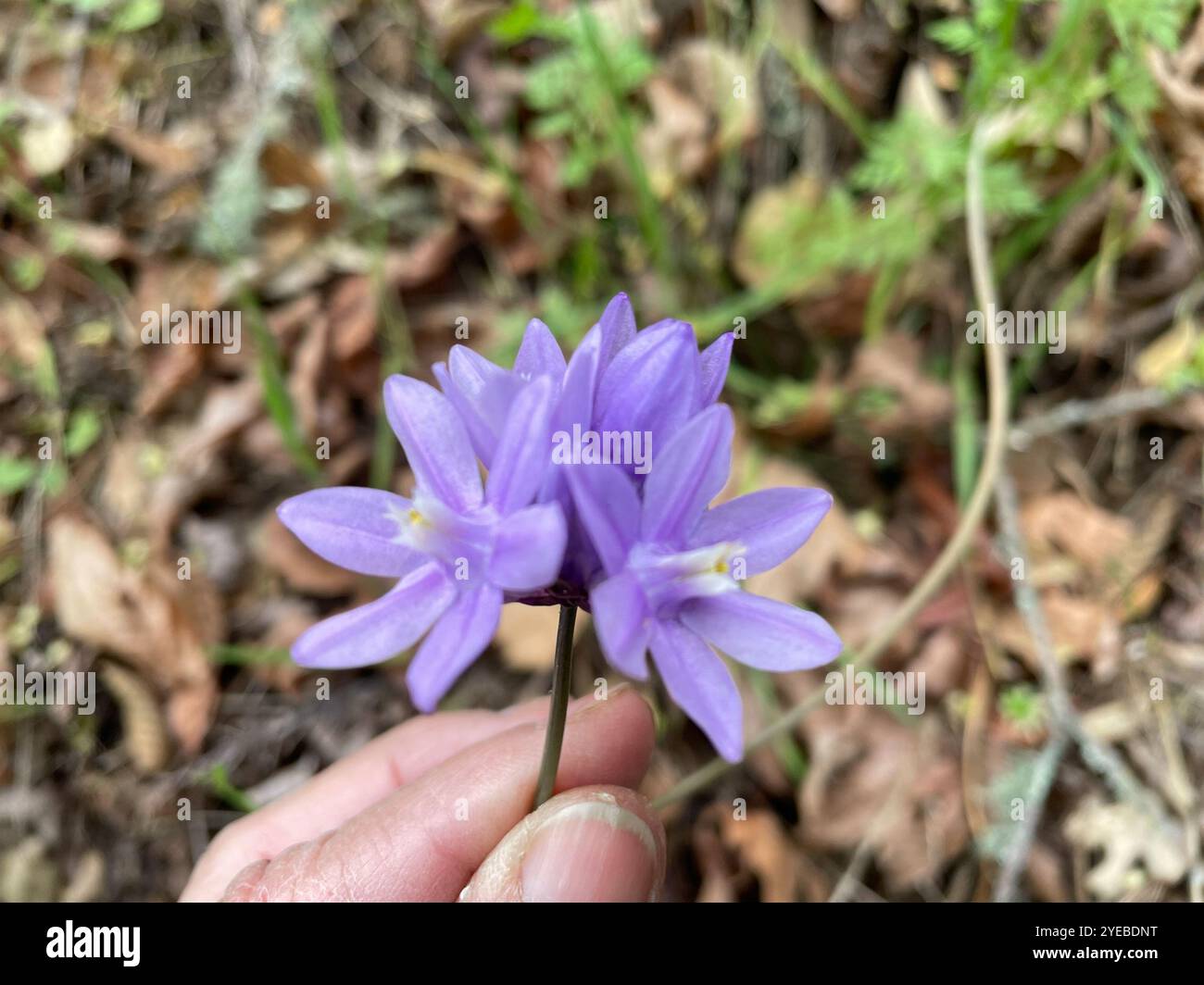 Dipterostemon hi-res stock photography and images - Alamy