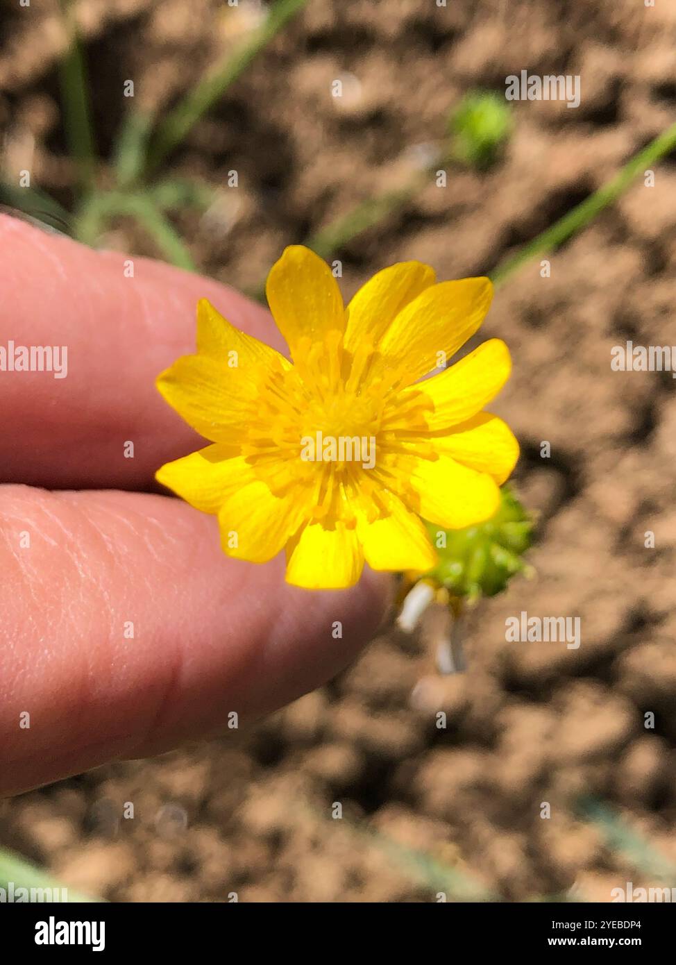 California buttercup (Ranunculus californicus Stock Photo - Alamy