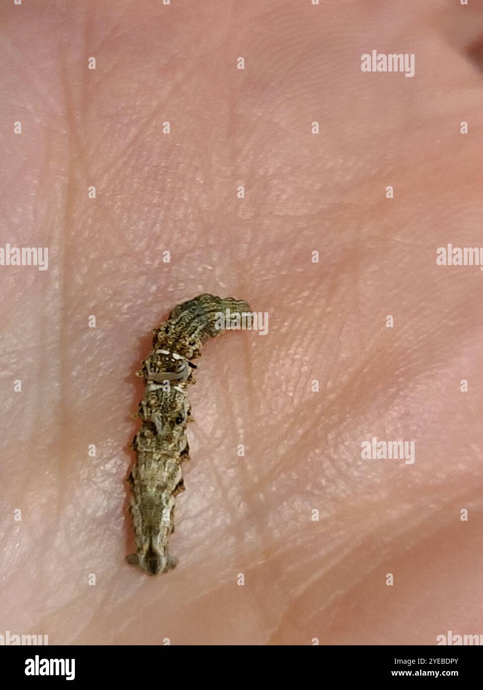 Horned spanworm hi-res stock photography and images - Alamy