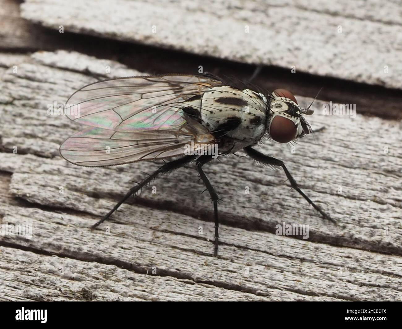 Anthomyia pluvialis hi-res stock photography and images - Alamy