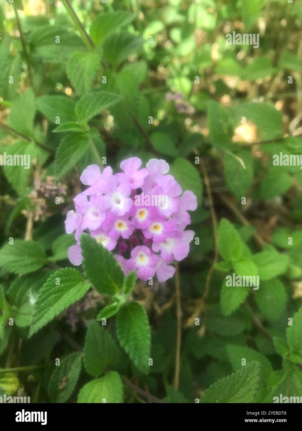 creeping lantana (Lantana montevidensis Stock Photo - Alamy