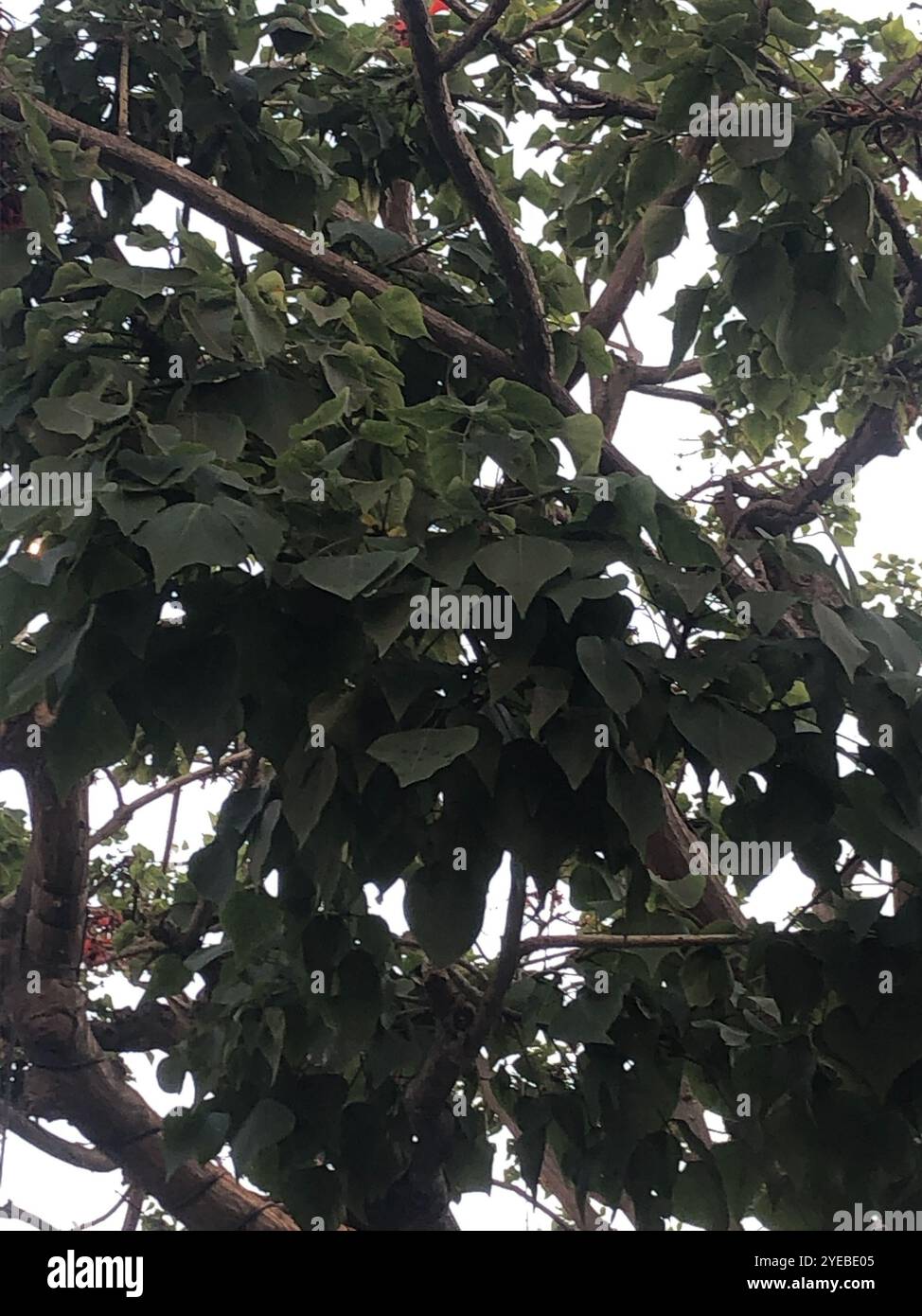 Indian coral tree (Erythrina variegata Stock Photo - Alamy