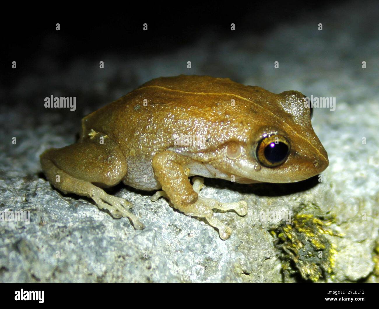 Eleutherodactylus coqui hi-res stock photography and images - Alamy