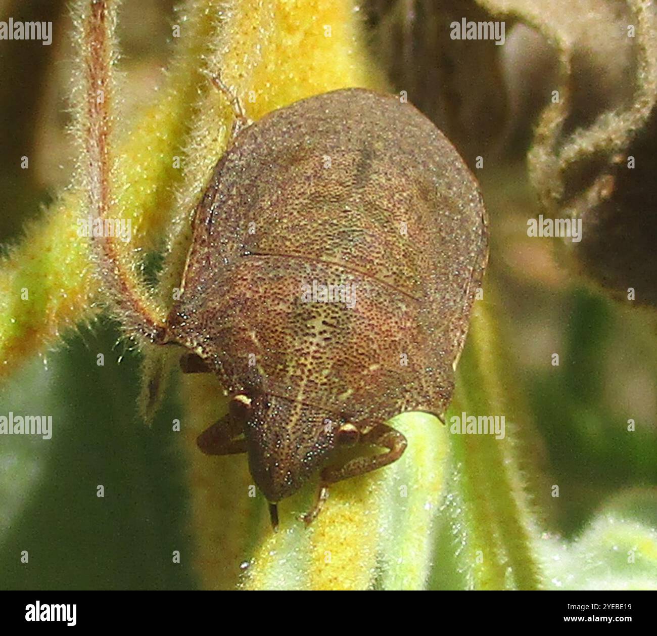 Tortoise Shieldbugs (Hotea Stock Photo - Alamy