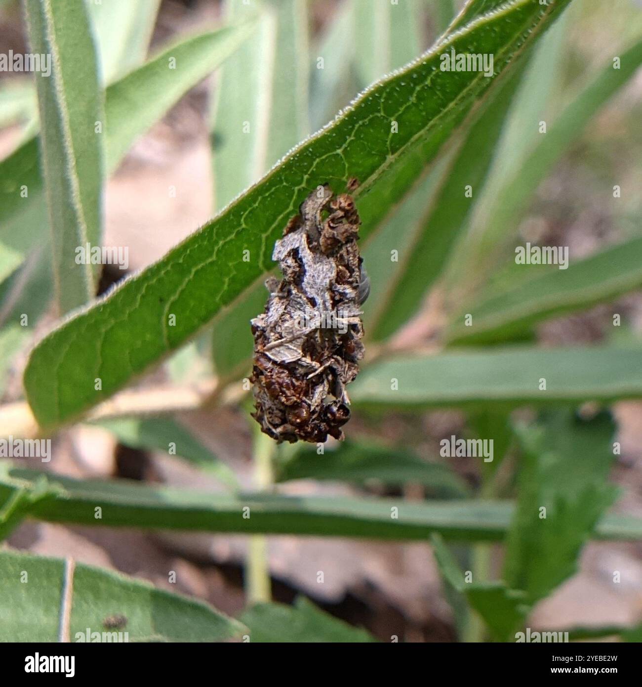 Bagworms, Clothes Moths, and Allies (Tineoidea Stock Photo - Alamy