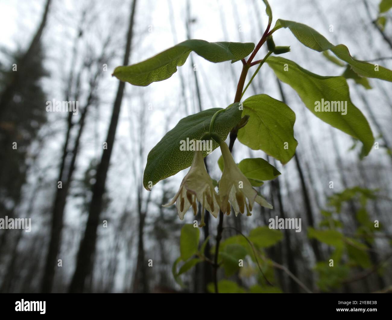 American fly-honeysuckle (Lonicera canadensis Stock Photo - Alamy