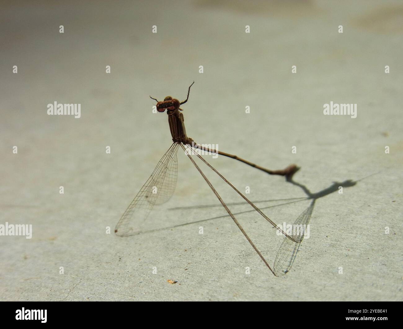 Siberian Winter Damsel (Sympecma paedisca Stock Photo - Alamy