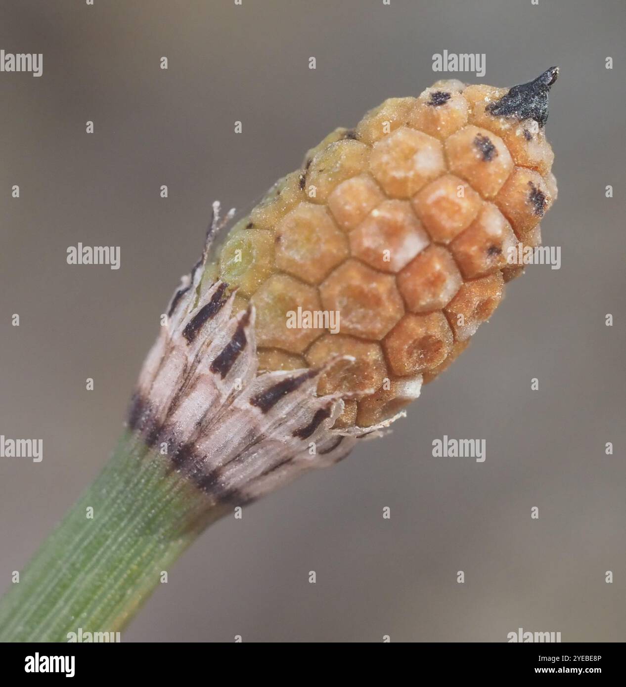 rough horsetail (Equisetum hyemale Stock Photo - Alamy
