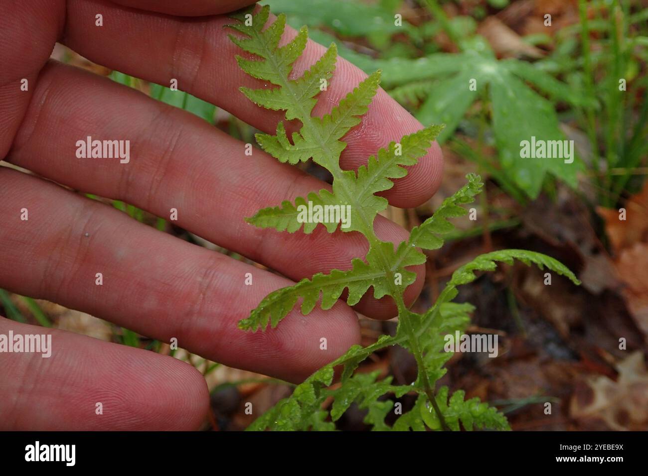 broad beech fern (Phegopteris hexagonoptera Stock Photo - Alamy