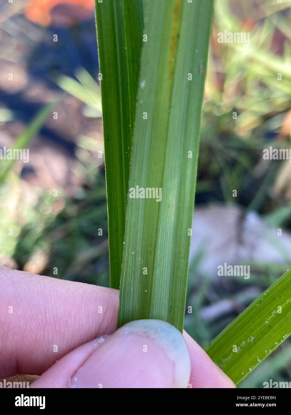 Fragrant flatsedge (Cyperus odoratus Stock Photo - Alamy
